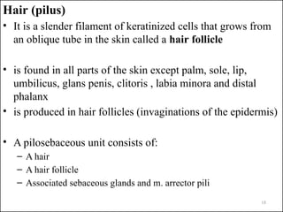 Integumentary system for laboratory technology department | PPT