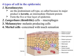 Integumentary system for laboratory technology department | PPTX