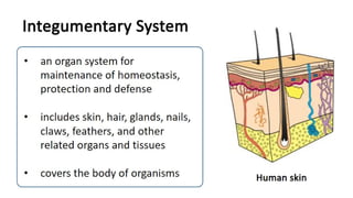 INTEGUMENTARY SYSTEM Powerpoint presentations from DOST STARBOOKS | PPT