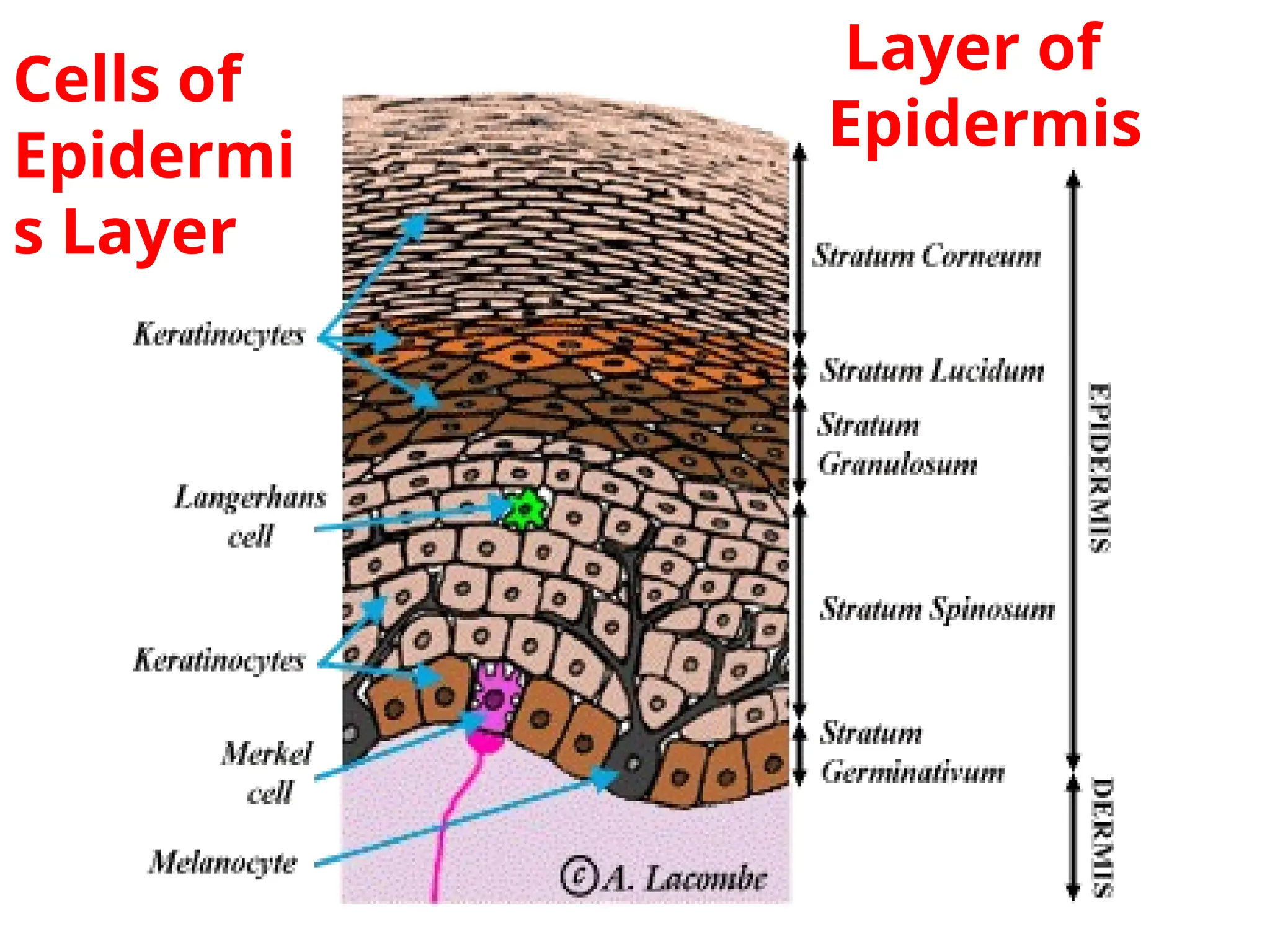 Integumentary System: Structure, Functions, and Importance | PPTX
