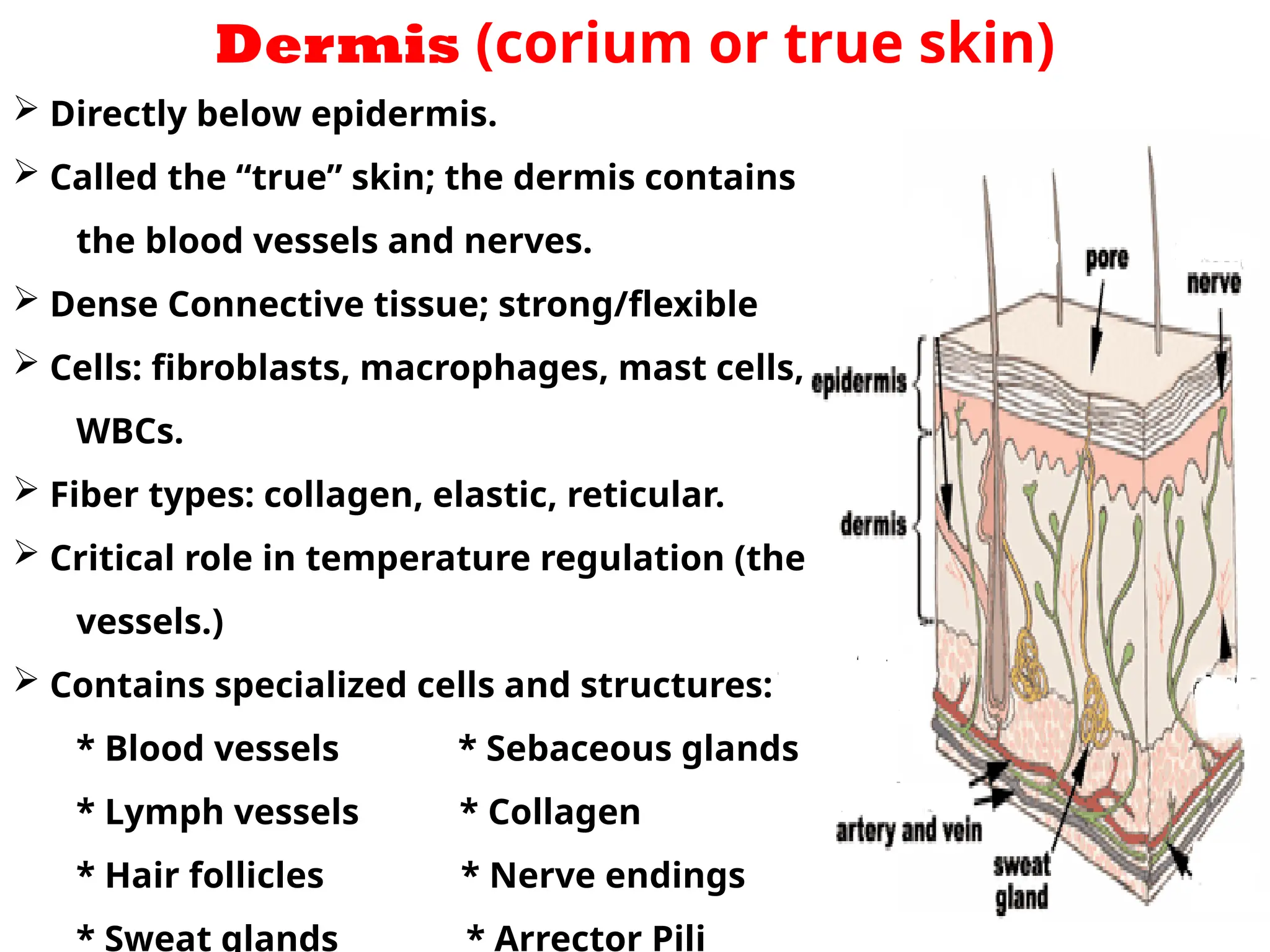 Integumentary System: Structure, Functions, and Importance | PPTX