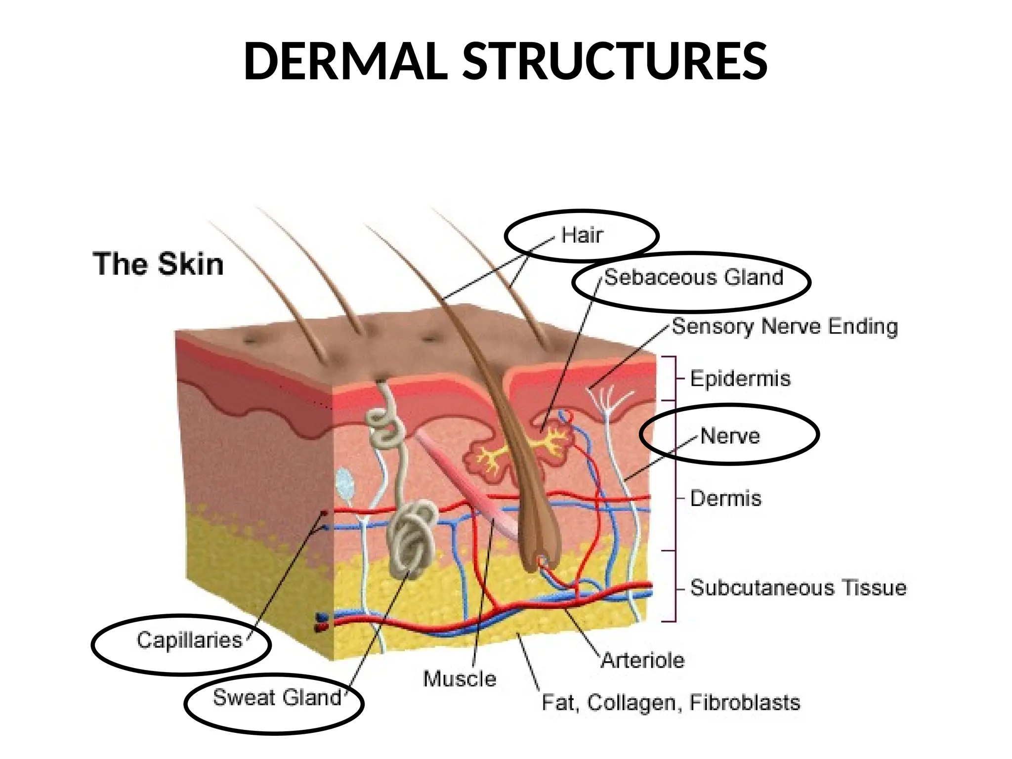 Integumentary System: Structure, Functions, and Importance | PPTX