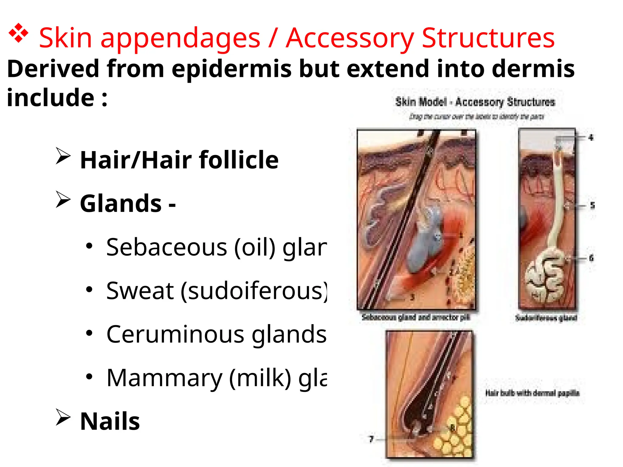 Integumentary System: Structure, Functions, and Importance | PPTX