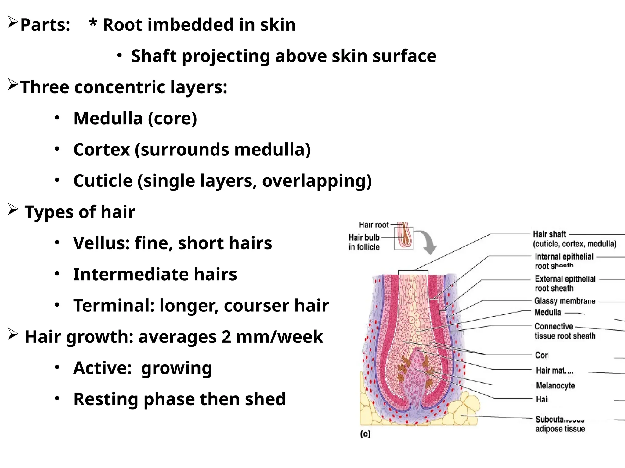 Integumentary System: Structure, Functions, and Importance | PPTX