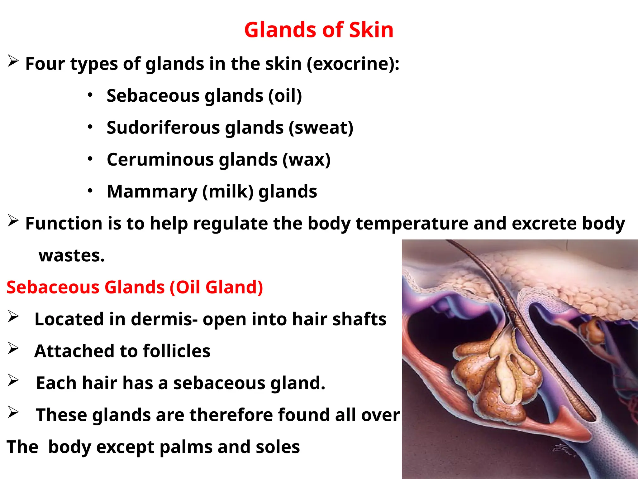 Integumentary System: Structure, Functions, and Importance | PPTX