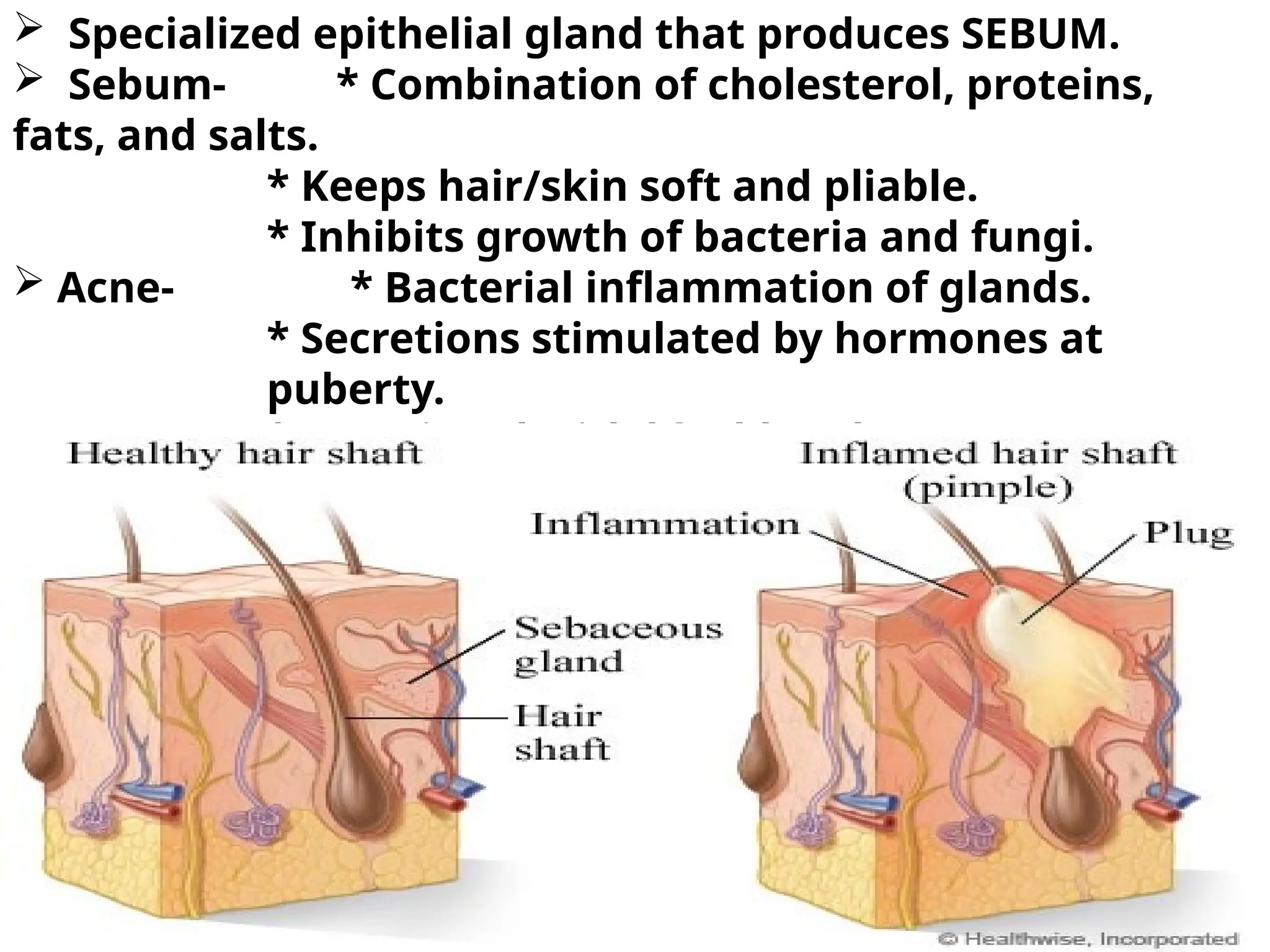 Integumentary System: Structure, Functions, and Importance | PPTX