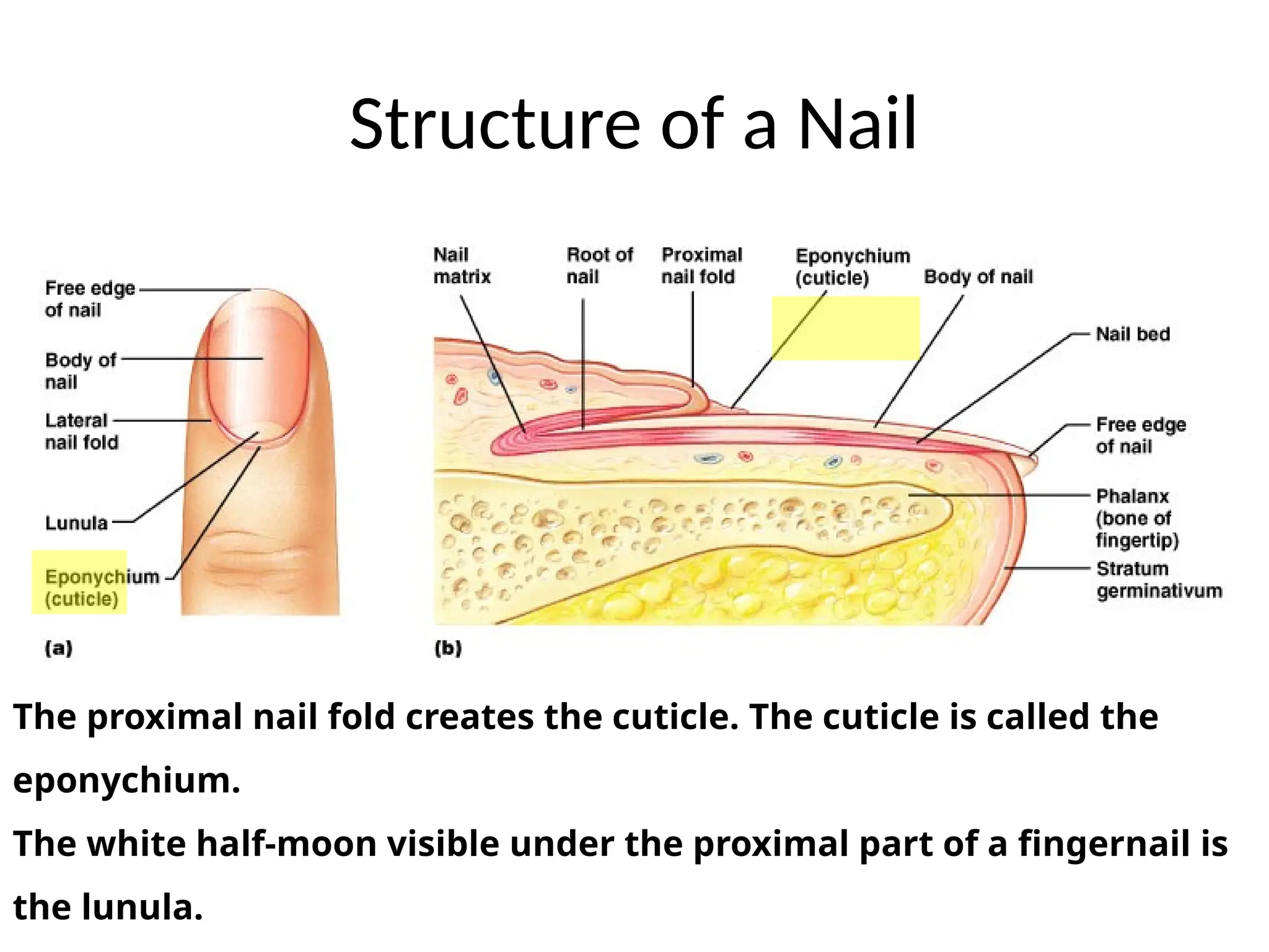 Integumentary System: Structure, Functions, and Importance | PPTX
