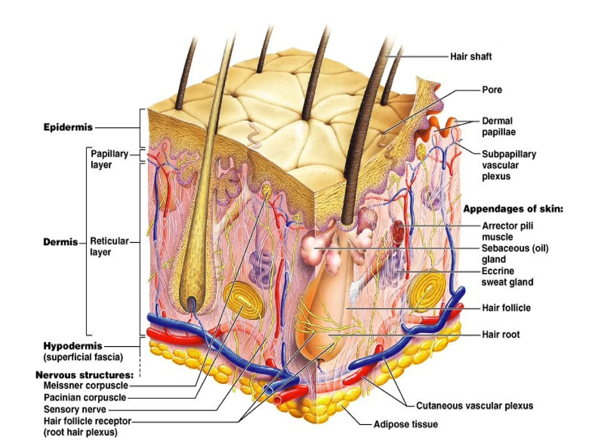 Integumentary System: Structure, Functions, and Importance | PPTX