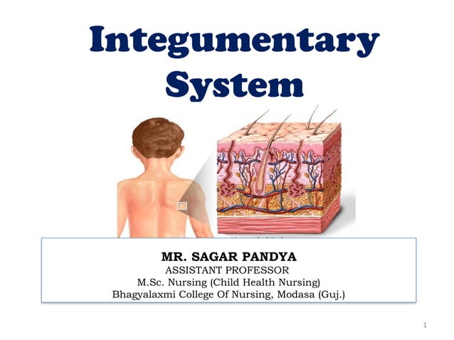 Integumentary System: Structure, Functions, and Importance | PPTX