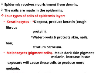 Integumentary System: Structure, Functions, and Importance | PPTX