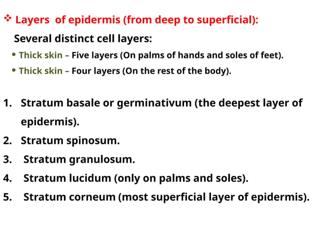 Integumentary System: Structure, Functions, and Importance | PPTX