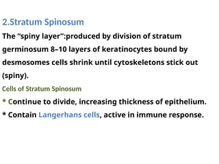 Integumentary System: Structure, Functions, and Importance | PPTX