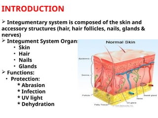 Integumentary System: Structure, Functions, and Importance | PPTX