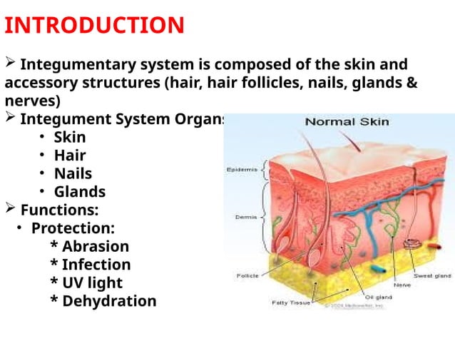Integumentary System: Structure, Functions, and Importance | PPTX