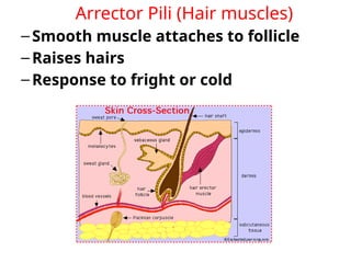 Integumentary System: Structure, Functions, and Importance | PPTX