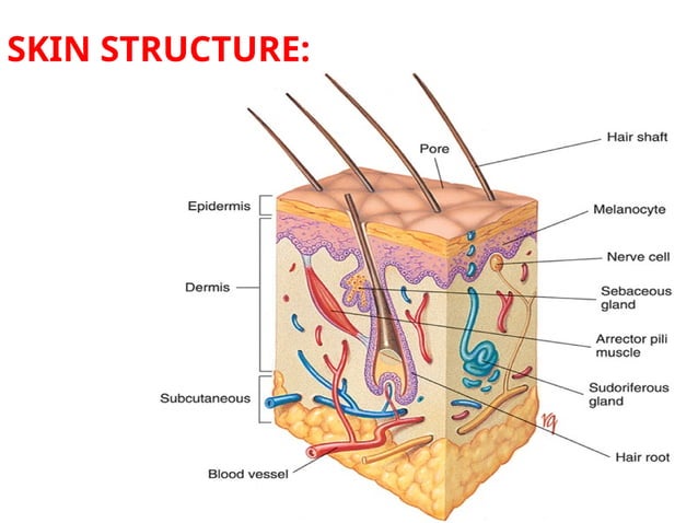 Integumentary System: Structure, Functions, and Importance | PPTX