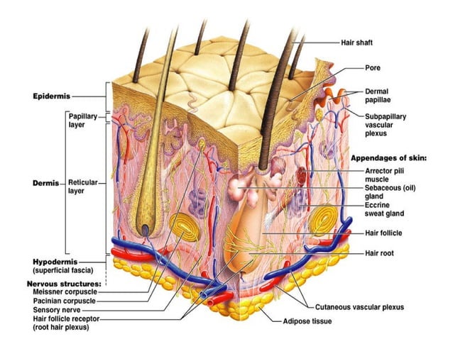 Integumentary System: Structure, Functions, and Importance | PPTX