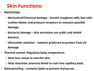 Integumentary System: Structure, Functions, and Importance | PPTX