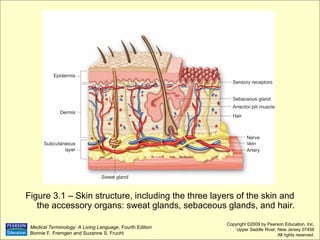 Integumentary System.ppt specifcally in medical terminology | PPT