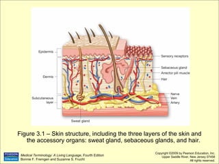 Integumentary System.ppt specifcally in medical terminology | PPT
