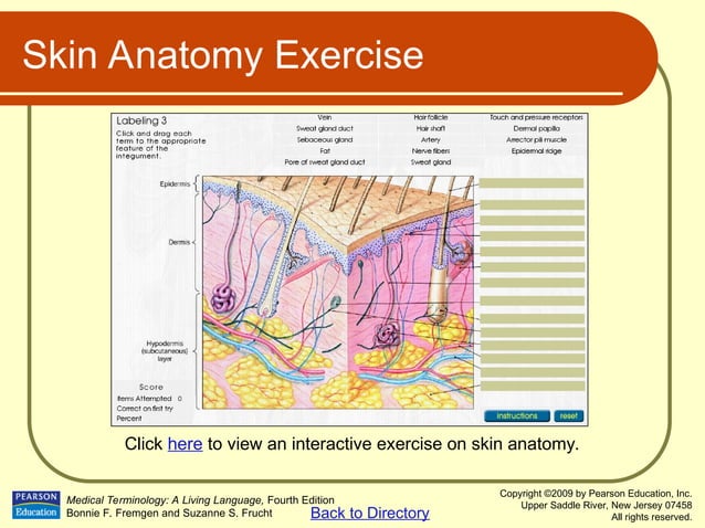 Integumentary System.ppt specifcally in medical terminology | PPT