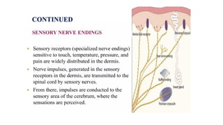 INTEGUMENTARY SYSTEM ANATOMY AND PHYSIOLOGY .pptx