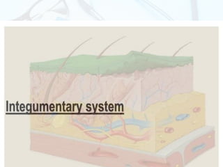 Integumentary system ppt slides ADULT HEALTH NURSING | PPTX