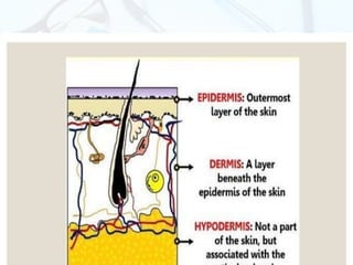 Integumentary system ppt slides ADULT HEALTH NURSING | PPTX