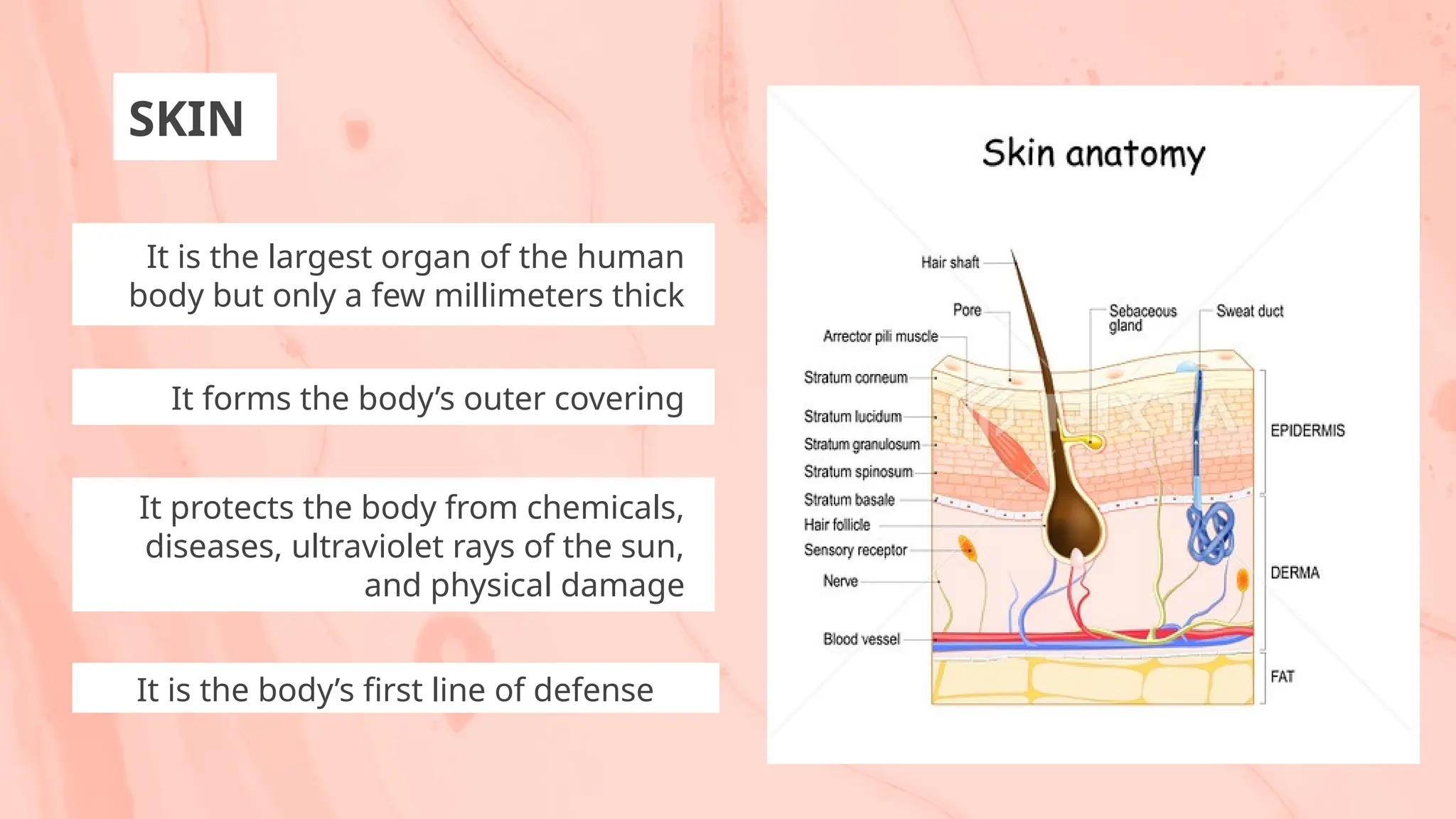 Grade 6 Science Integumentary System.pptx