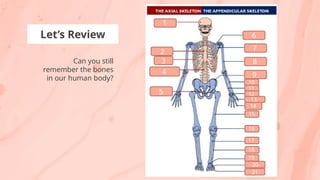 Grade 6 Science Integumentary System.pptx