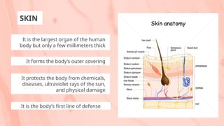 Grade 6 Science Integumentary System.pptx