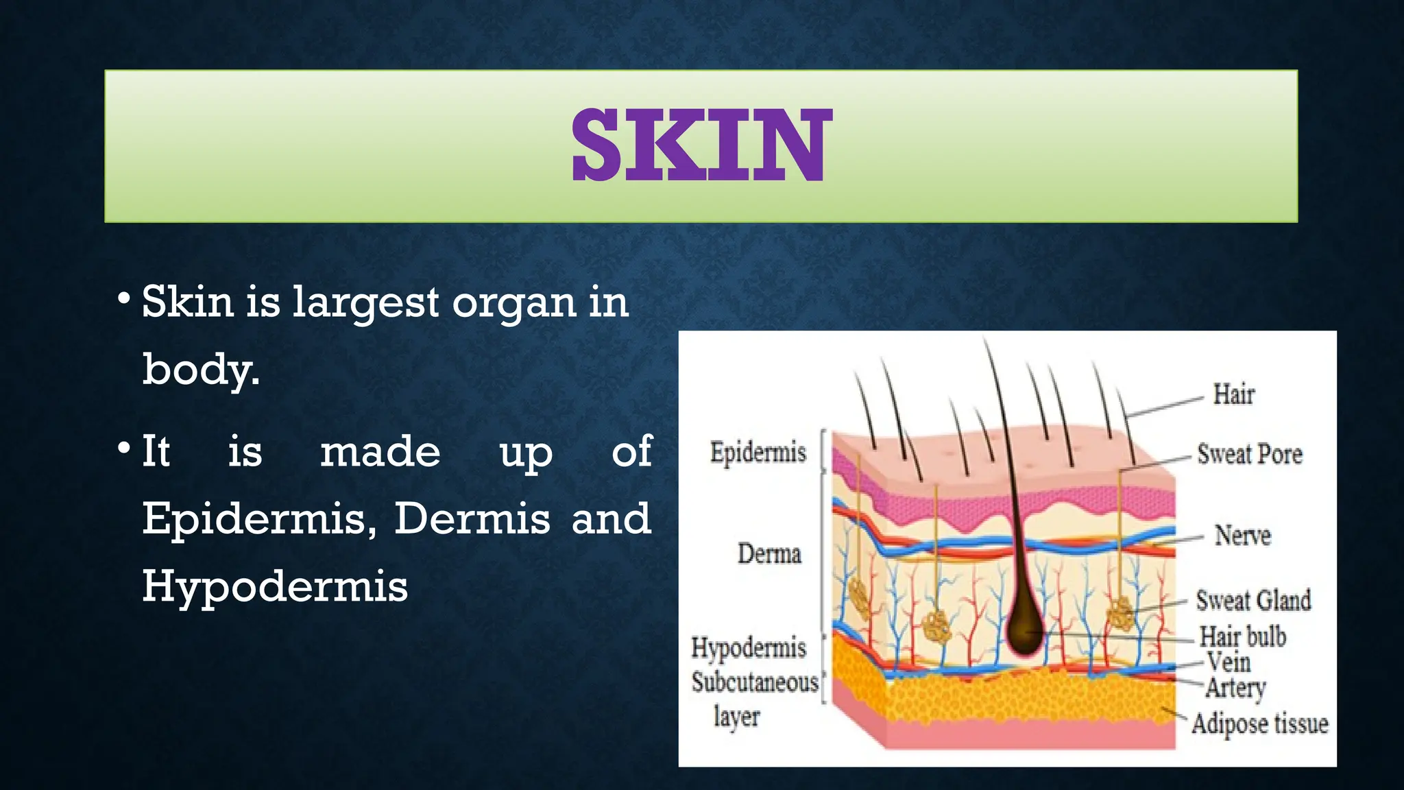 Short overview of Integumentary system.pptx