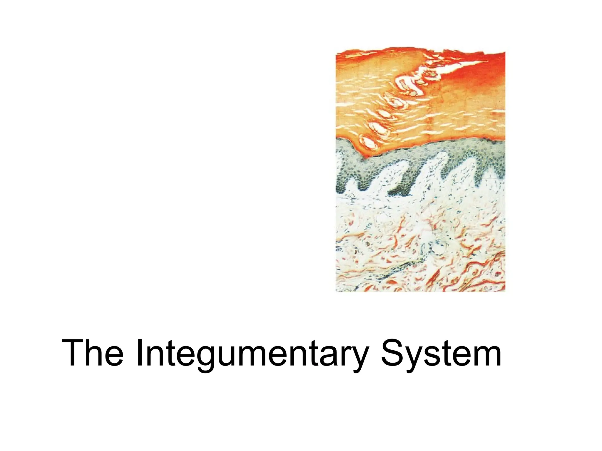 Integumentary System, skin nail. hair.ppt