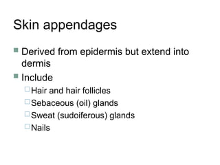 Integumentary System, skin nail. hair.ppt
