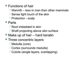 Integumentary System, skin nail. hair.ppt