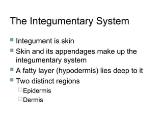 Integumentary System, skin nail. hair.ppt