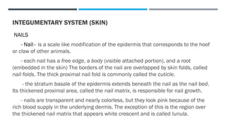 INTEGUMENTARY SYSTEM, ANATOMY AND PHYSIOLOGY | PDF