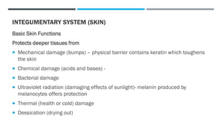 INTEGUMENTARY SYSTEM, ANATOMY AND PHYSIOLOGY | PDF