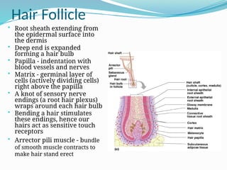 Integumentary System.pptx, Function and structure of skin | PPTX