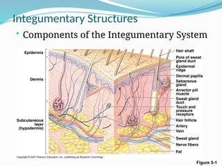 Integumentary System.pptx, Function and structure of skin | PPTX
