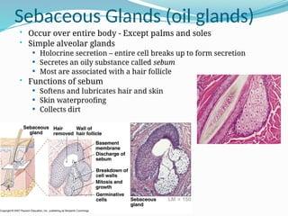 Integumentary System.pptx, Function and structure of skin | PPTX