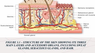 Integumentary System medical terminology | PPTX