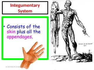 HUMAN ANATOMY AND PHYSIOLOGY: Integumentary System.pptx