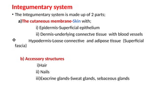 Integumentary System-.pptx human anatomy | PPTX
