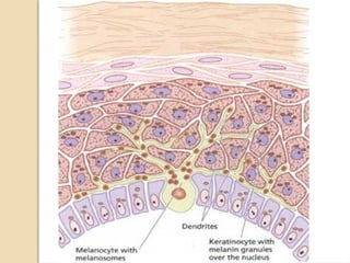 INTEGUMENTARY SYSTEM -skin epithelial layers by komal najam | PPTX