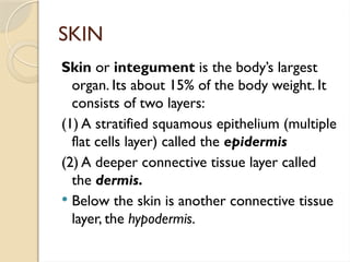 INTEGUMENTARY SYSTEM -skin epithelial layers by komal najam | PPTX