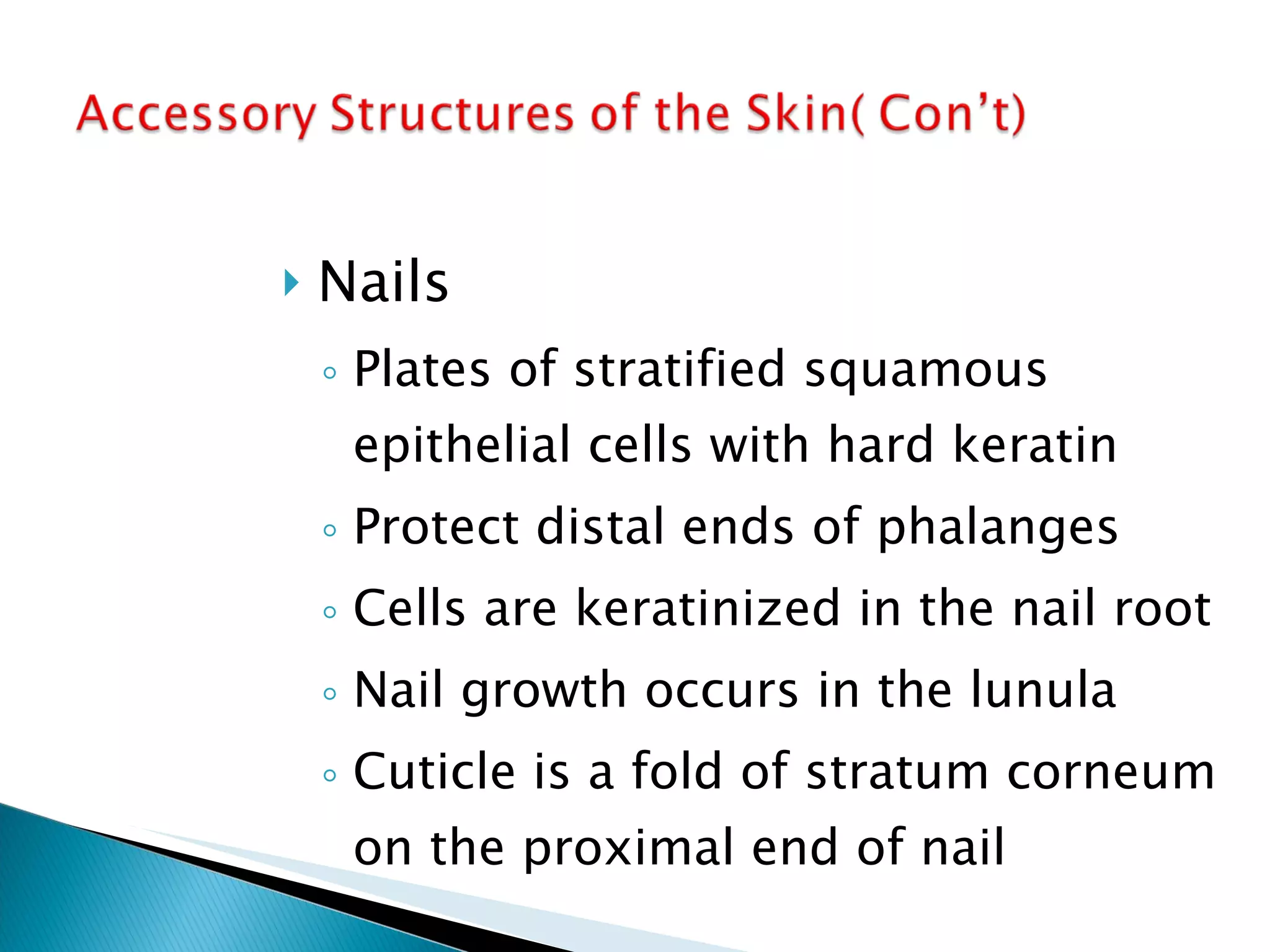 Integumentary System Chapter#3 | PPT