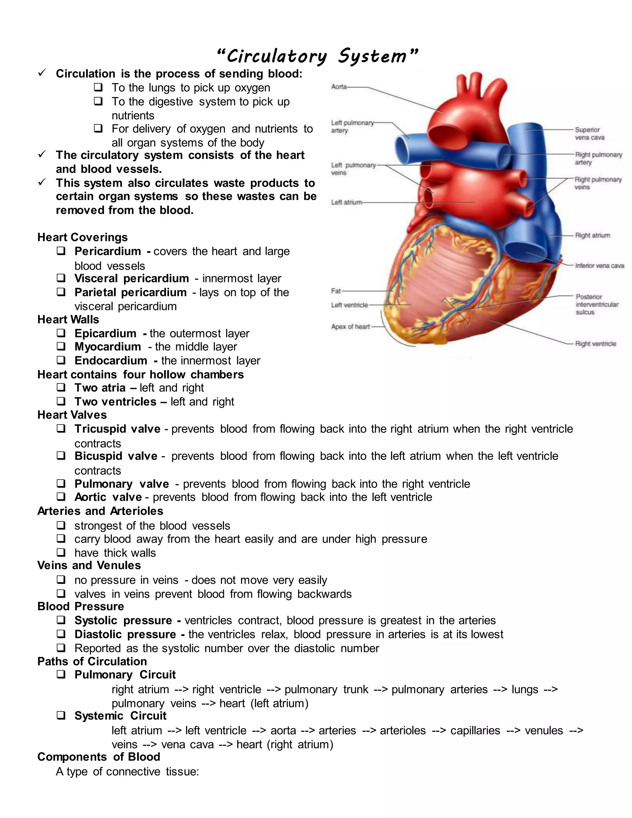 Integumentary System | DOCX