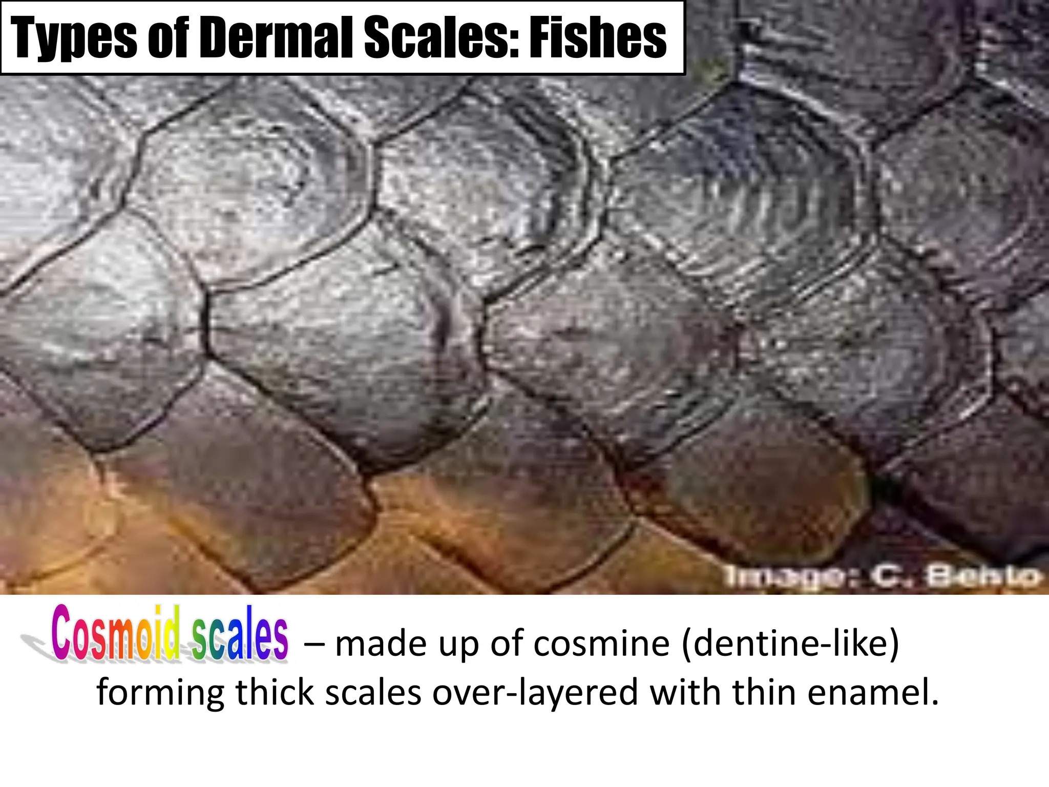 Comparative anatomy of Integumentary System | PPT