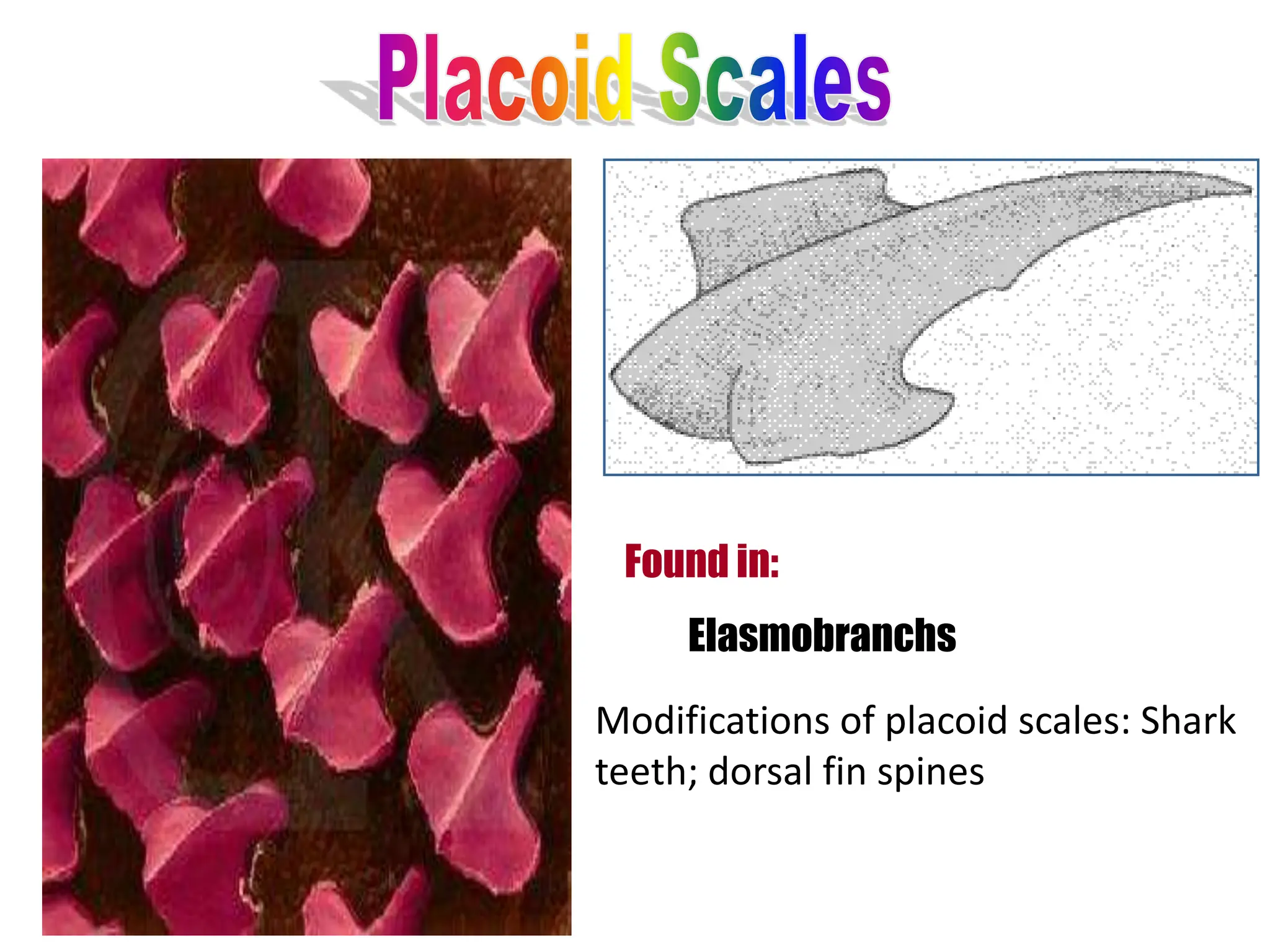Comparative anatomy of Integumentary System | PPT